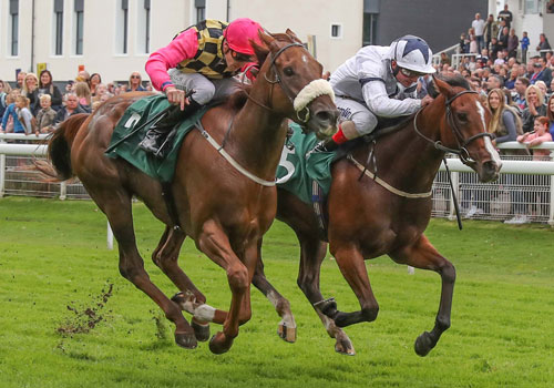 Wednesday Evening Racenight - Racing Report | Hamilton Park