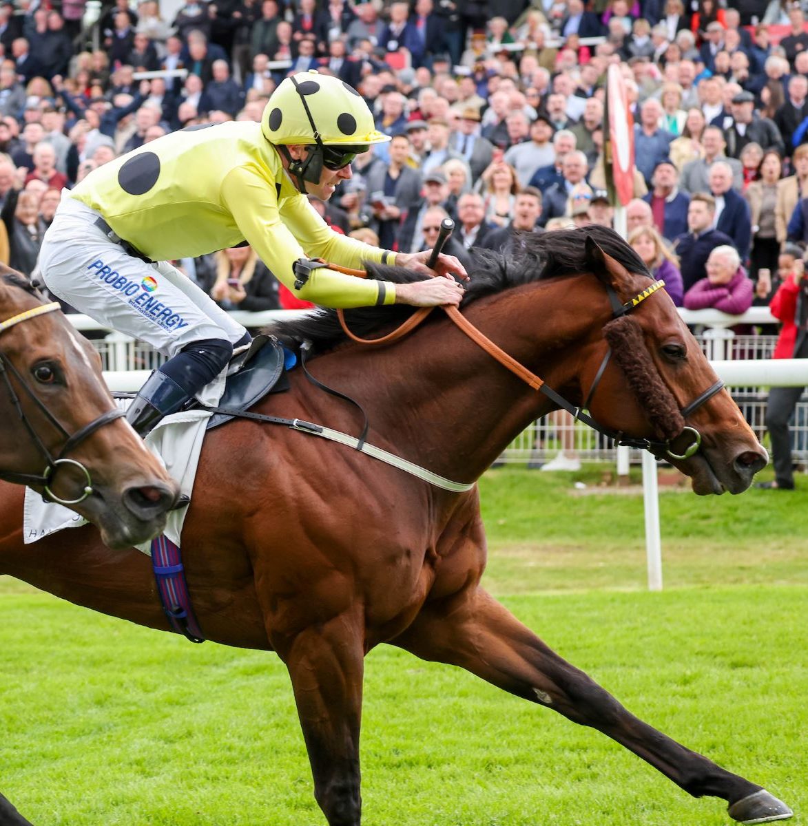 NFRC Raceday - Racing Preview | Hamilton Park